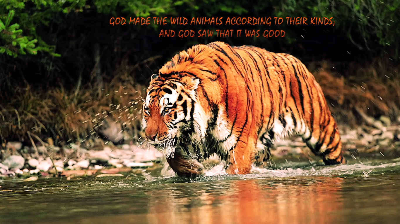 Wild! | Christian Wallpapers